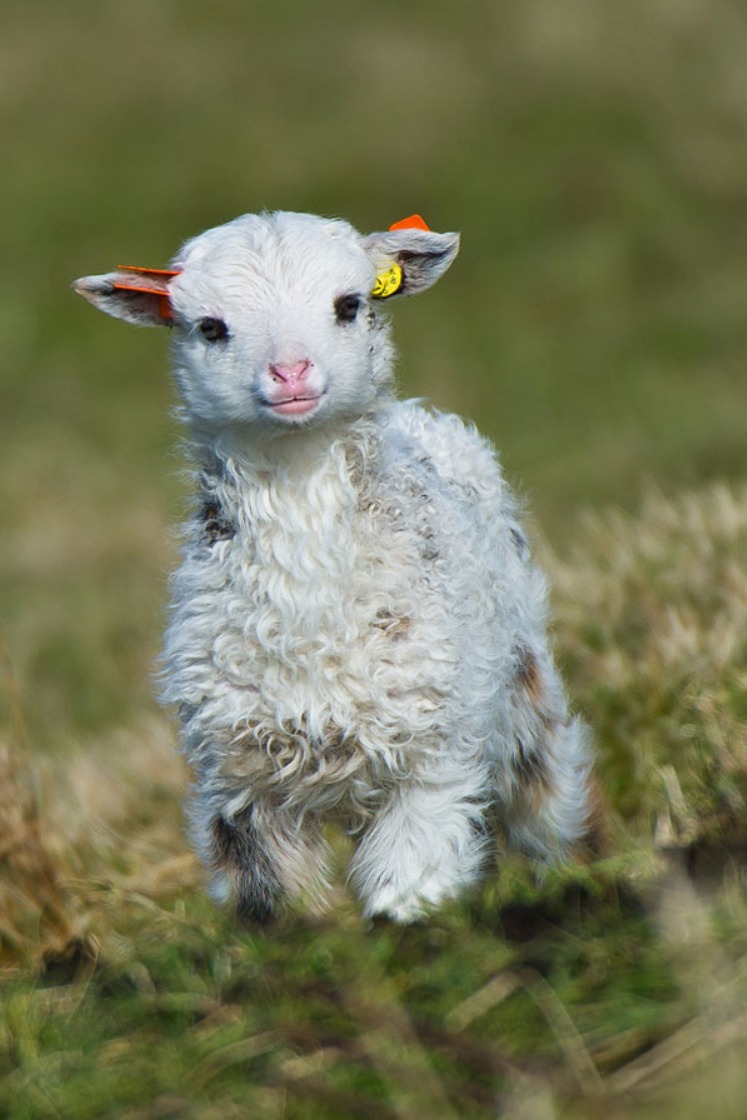 25 Of The Aww some And Cutest Baby Animal Pictures You ll Find Online