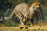 10 of the Fastest Land Animals in the World that You can find in the ...