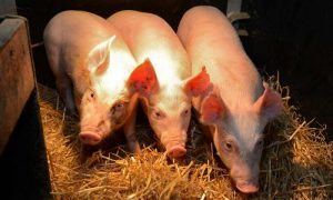 How these Gene-edited pigs might help solved swine infection worldwide ...