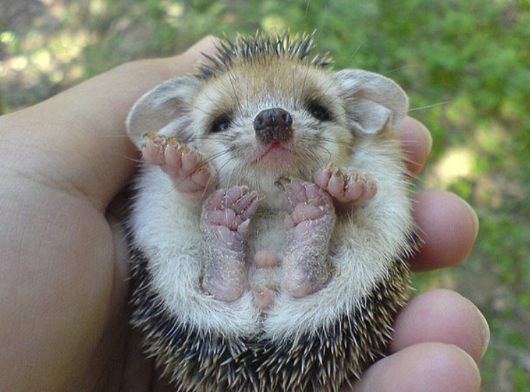 25 Of The Aww some And Cutest Baby Animal Pictures You ll Find Online