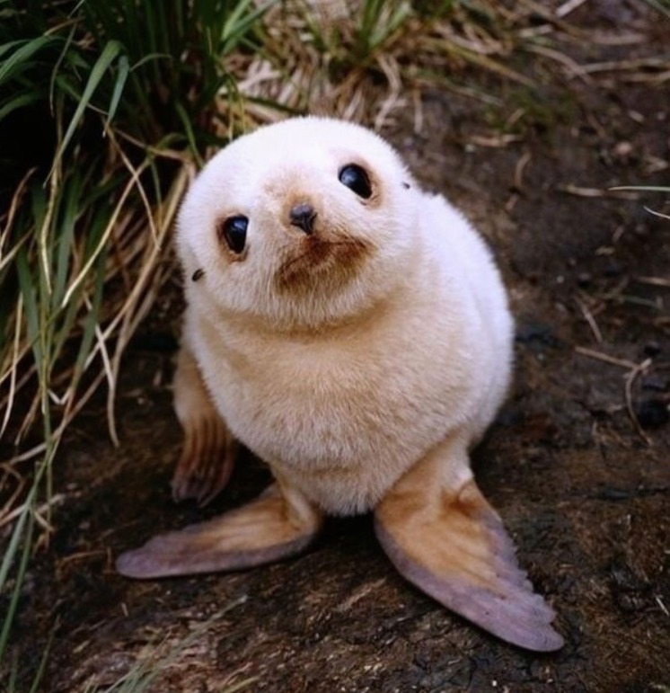 25 Of The Aww some And Cutest Baby Animal Pictures You ll Find Online