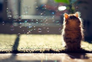 25 of the Aww-some and Cutest Baby Animal Pictures You’ll Find Online ...