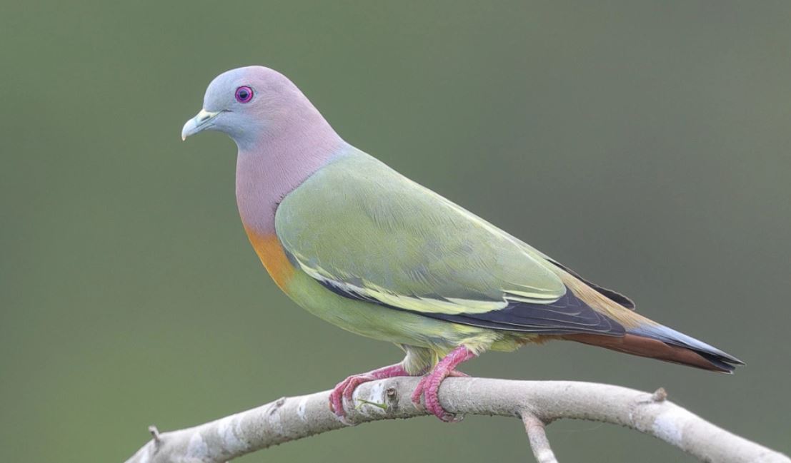 10 of the Most Beautiful Doves and Pigeons in the World | HenSpark